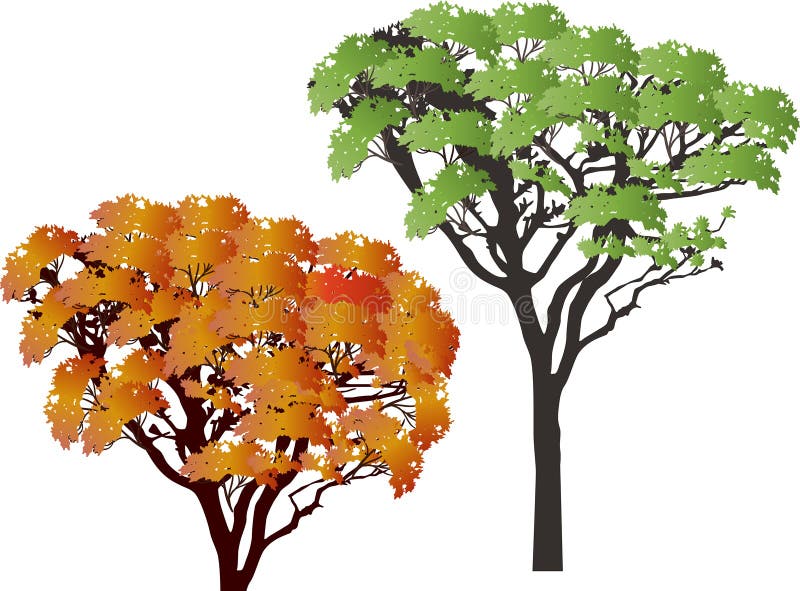Summer and Fall Two Trees Isolated on White Stock Vector - Illustration ...