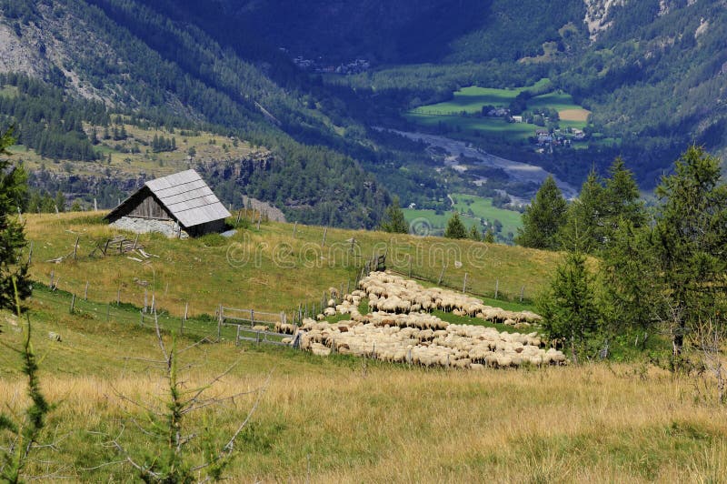 Summer Farm High in the French Alps Stock Image - Image of high, alps ...