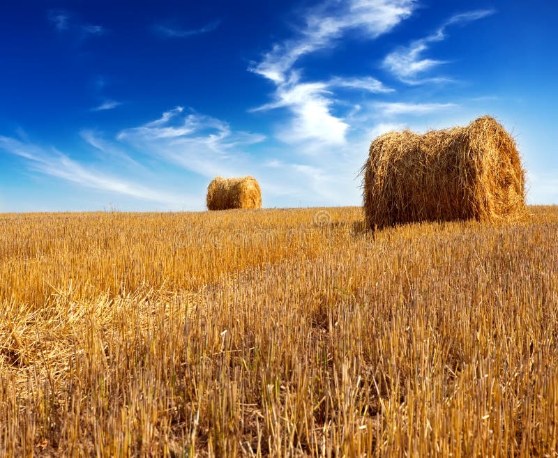 Summer on a farm stock image. Image of ranch, countryside - 32888927