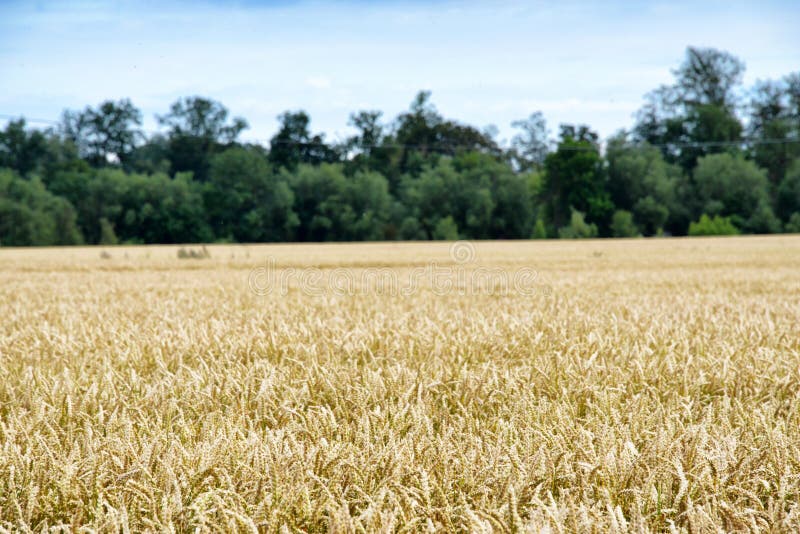 Summer farmland stock image. Image of landscape, crops - 59311073