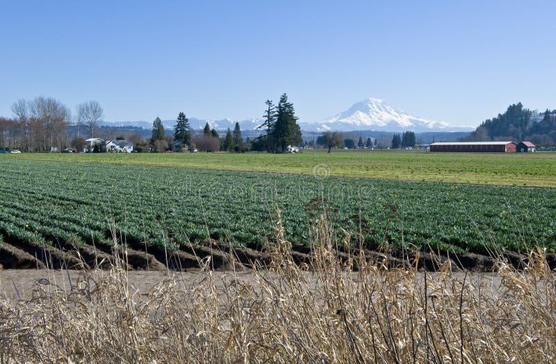 Summer Farms stock image. Image of house, farming, beautiful - 4525167