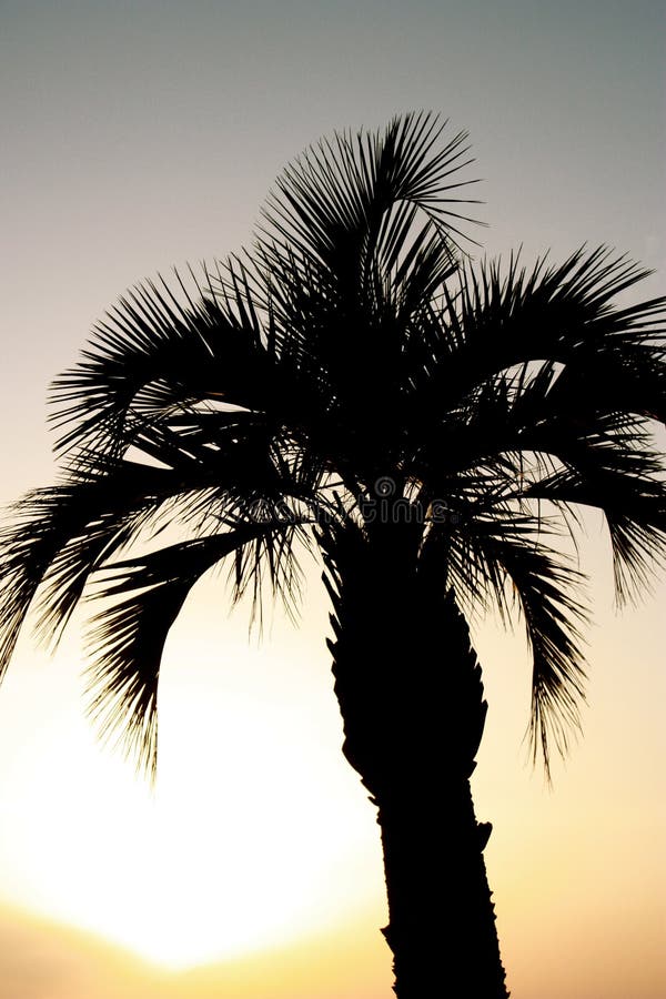 Summer Feeling stock photo. Image of summer, paradise - 12451488