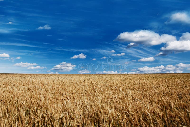 Summer field stock image. Image of lifestyle, plant, backgrounds - 11345907