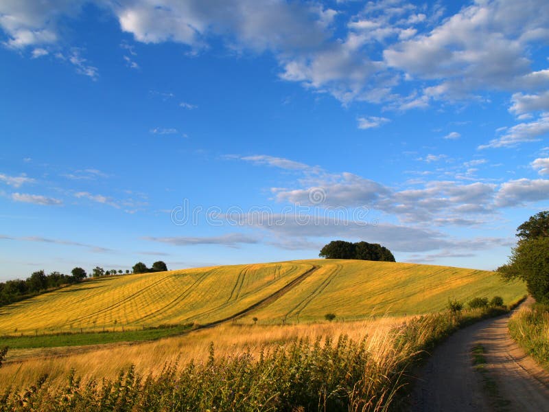 Summer Field stock image. Image of field, corn, countryside - 11575337
