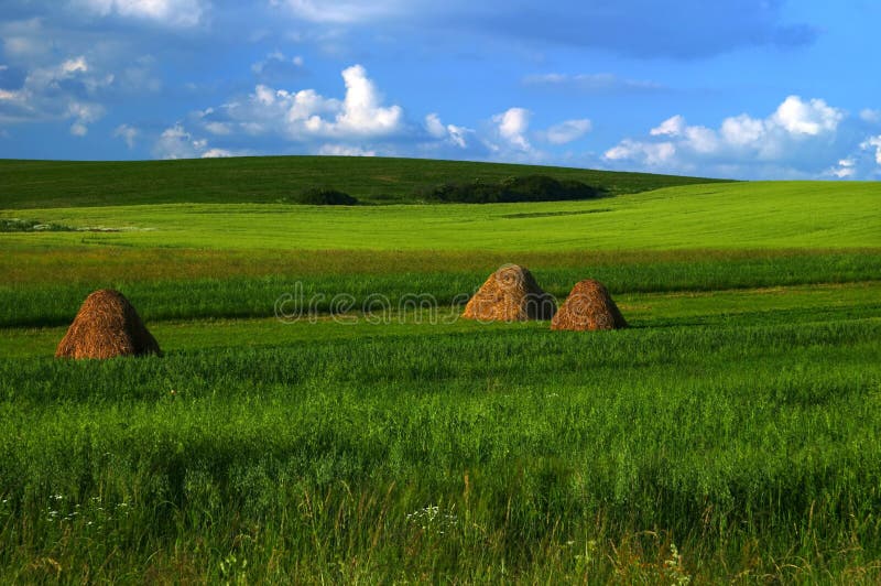 Summer Field Picture. Image: 5864553