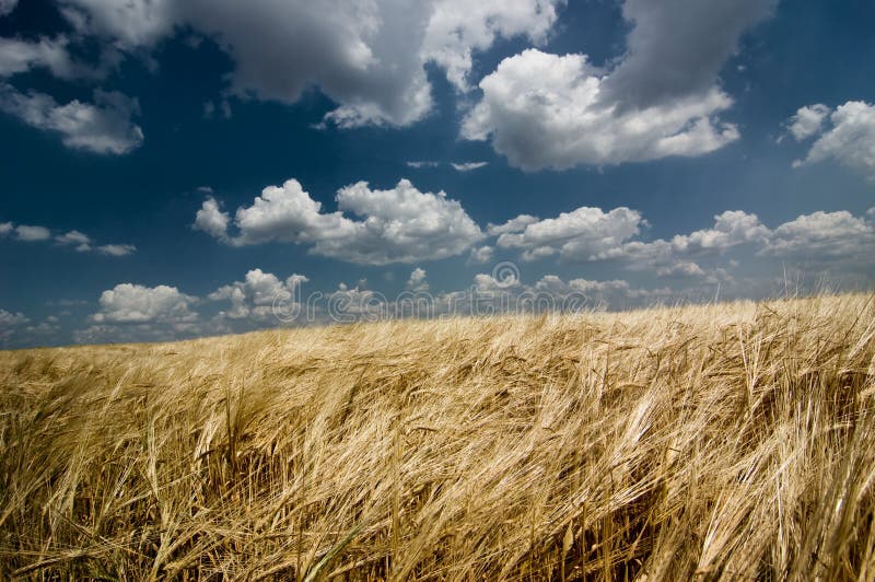 Summer field stock image. Image of corn, wheat, harvesting - 7282117