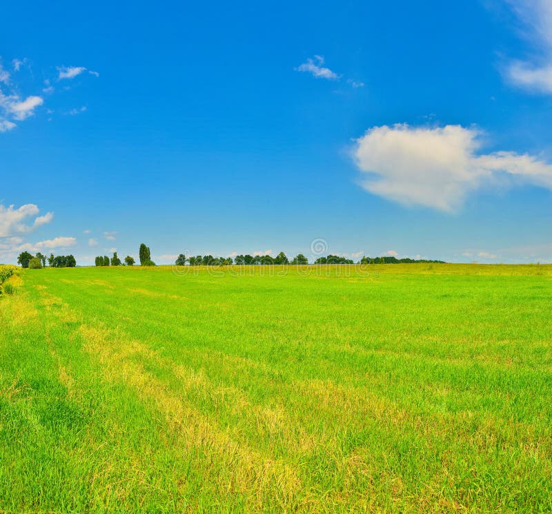 Summer field stock image. Image of green, summer, rural - 42799749