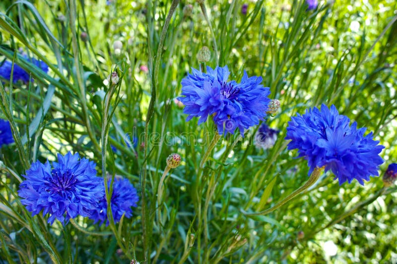 Summer Field from Blue Cornflower Stock Image - Image of leaf, color ...