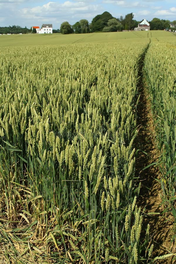 Summer Field in Country Side Stock Image - Image of rise, countryside ...