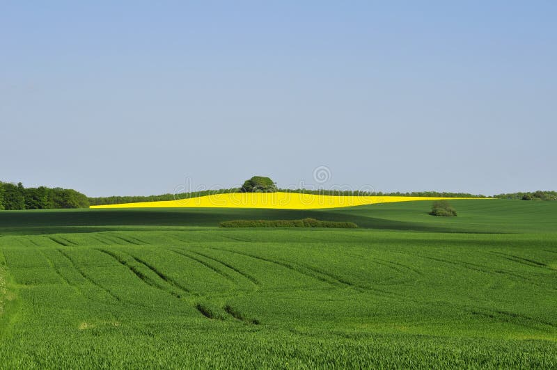 Summer Field in Denmark stock image. Image of forest - 25314845