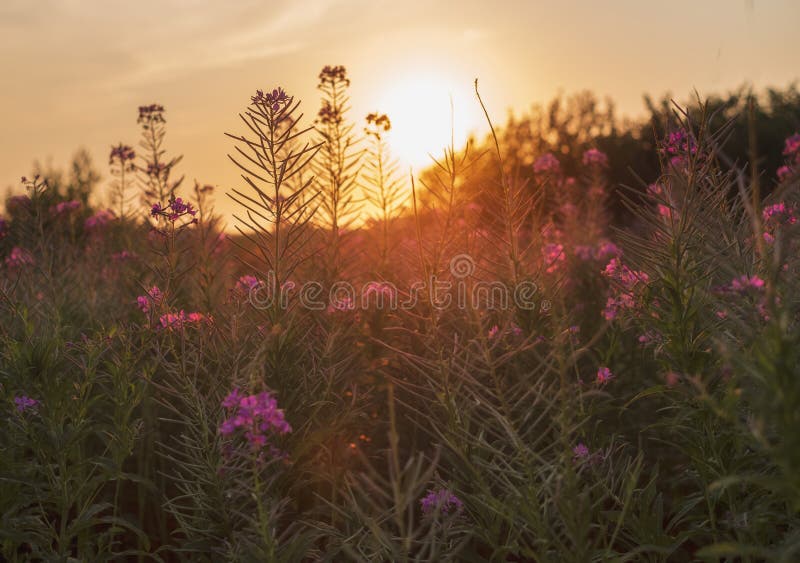 Summer Field with Flowers of Fireweed Stock Image - Image of nature ...