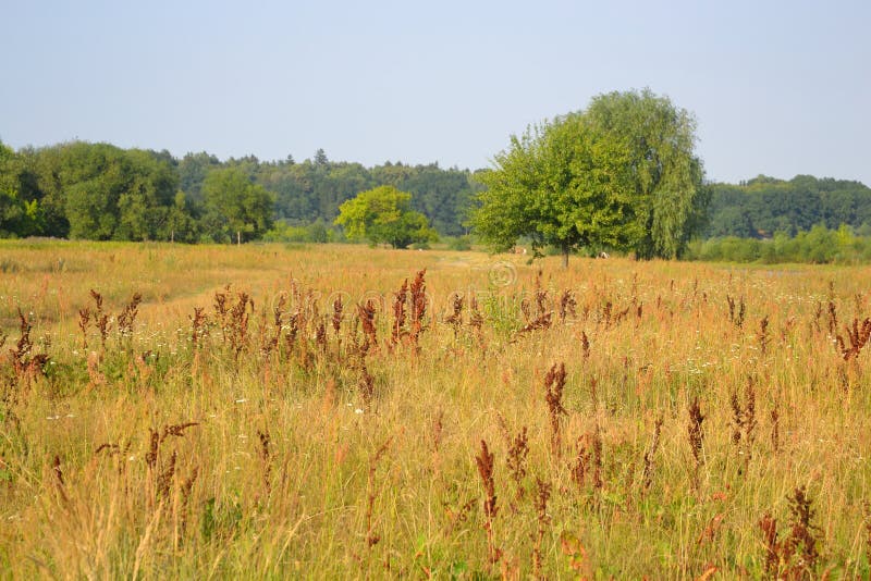 Summer field. stock image. Image of sunny, summer, scene - 57392139