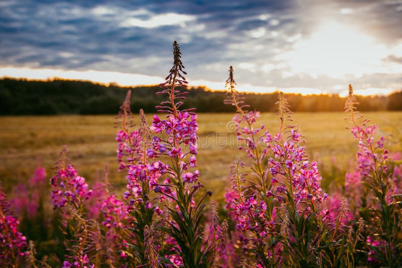 Summer Field Landscape. Russian Open Spaces. Field and Sky Field ...