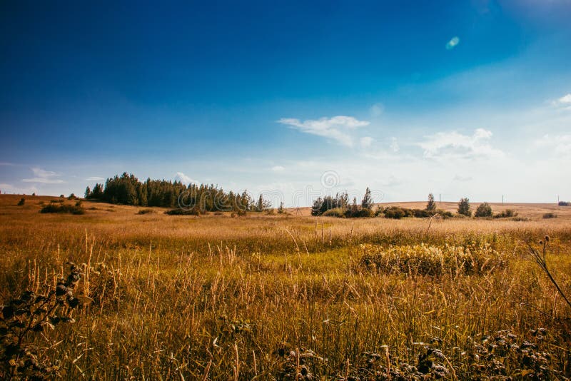 Summer Field Landscape. Russian Open Spaces. Field and Sky Field ...