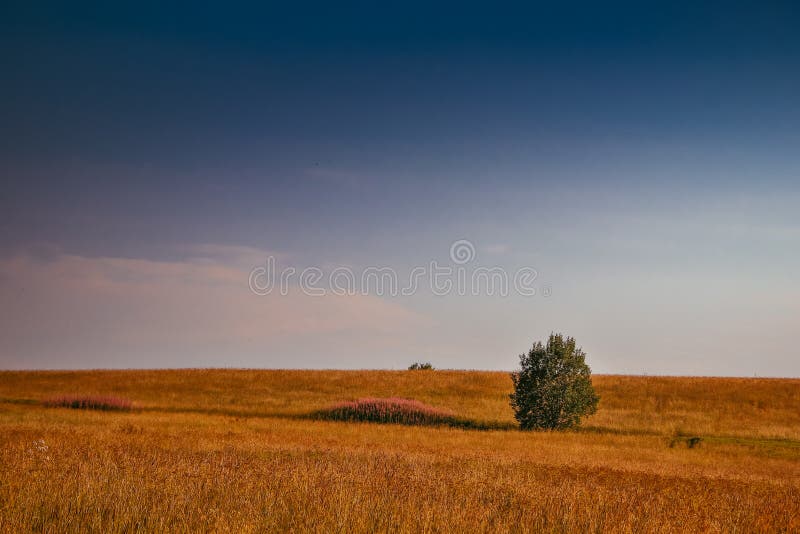 Summer Field Landscape. Russian Open Spaces. Field and Sky Field ...