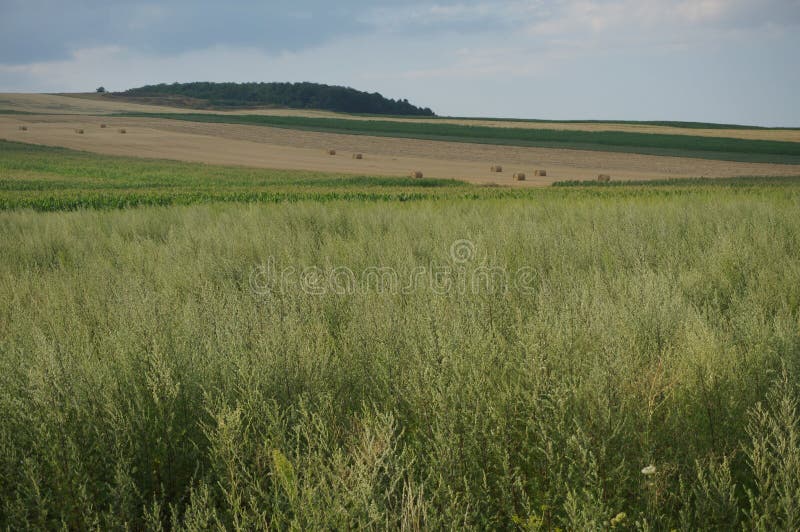 Summer Field Near the Forest Stock Photo - Image of growth, nature ...