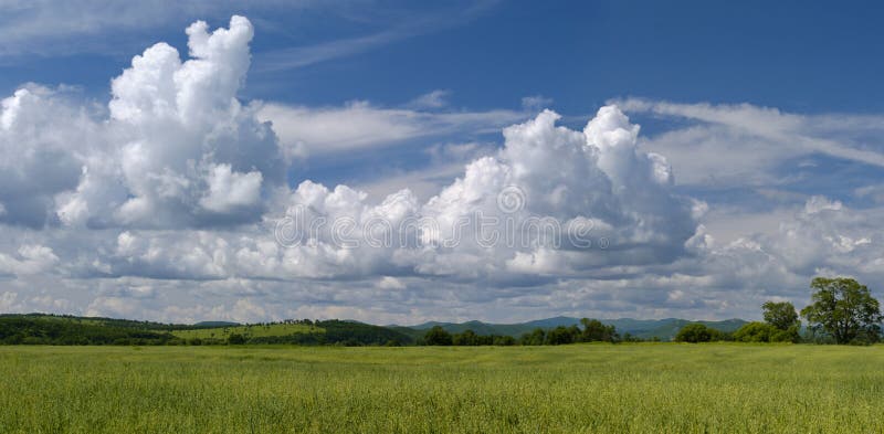 Summer in field, panorama. stock image. Image of landscape - 5942509