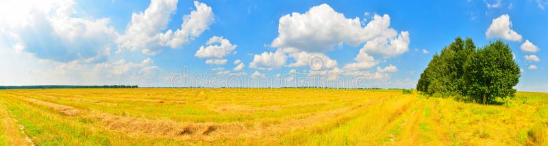 Summer field stock photo. Image of landscape, land, country - 43883686