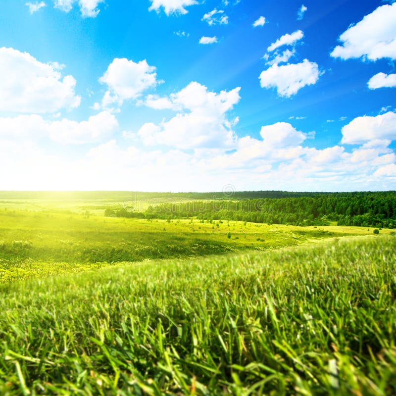 Summer Field and Perfect Sky Stock Image - Image of weather, land: 7392565