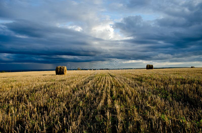 Summer Field during Hayfields Stock Photo - Image of ripening, hair ...