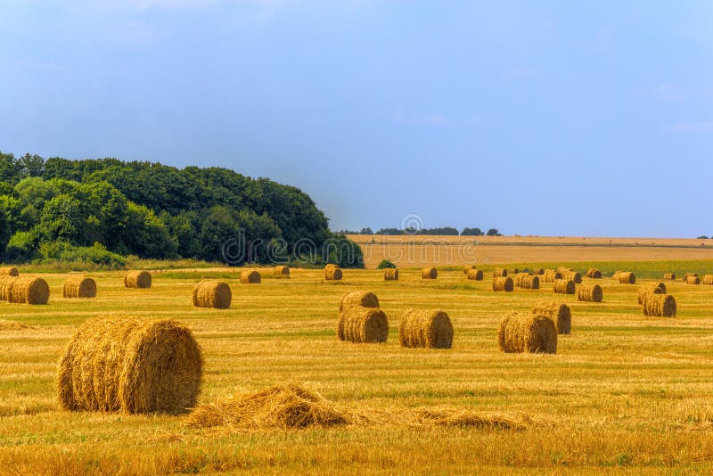 Summer Field with Straw Mows at Daylight Stock Photo - Image of ...