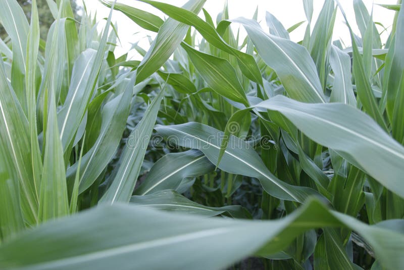 Summer field sun sky corn stock photo. Image of plant - 190693942