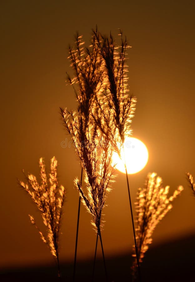 Summer Field, Sunset, Grass Against Sun Stock Photo - Image of ...
