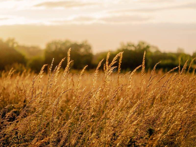 Summer Field at Sunset, Warm Colors, Selective Focus. Simple Nature ...