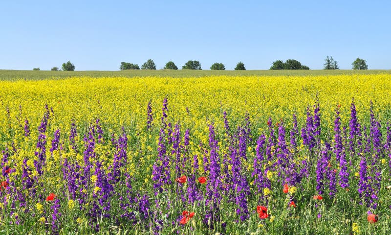 Summer fields stock photo. Image of field, skies, summer - 5424086