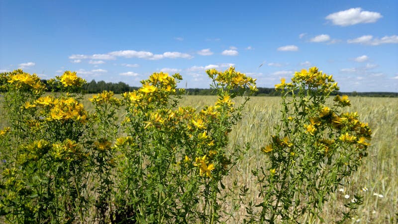 Summer fields stock image. Image of fields, july, blue - 113322121