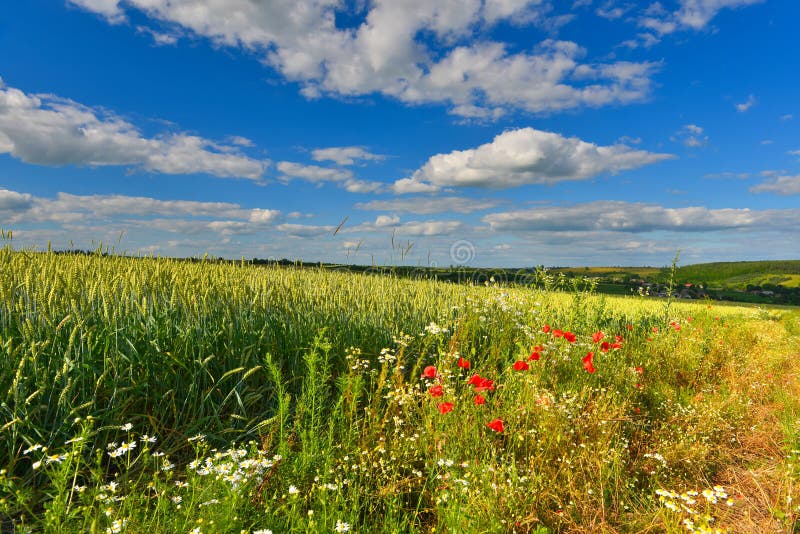 Summer fields stock photo. Image of wheat, rural, flowers - 62552706