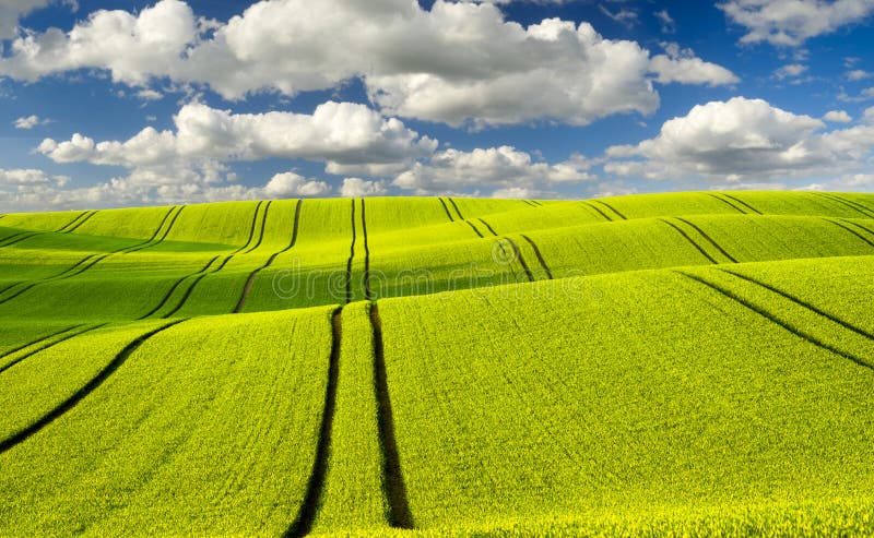 Summer Fields, Ripening Grain Crop Fields Stock Photo - Image of meadow ...