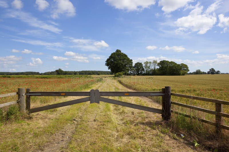Summer fieldscape stock image. Image of summer, flowers - 25978831