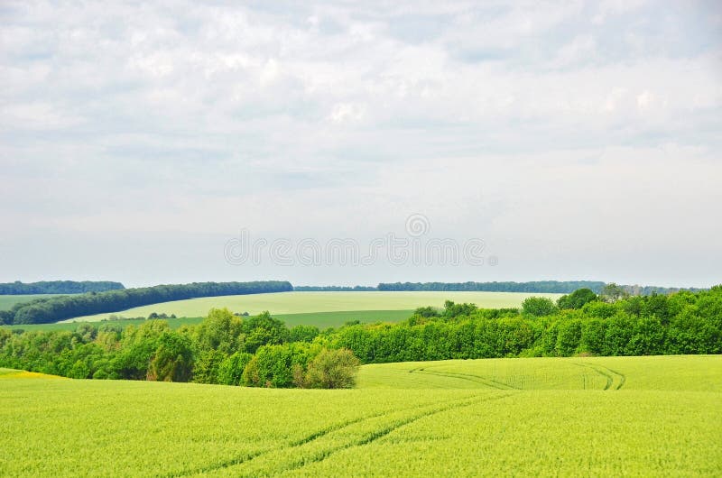 Summer filed landscape stock image. Image of farming - 88370261