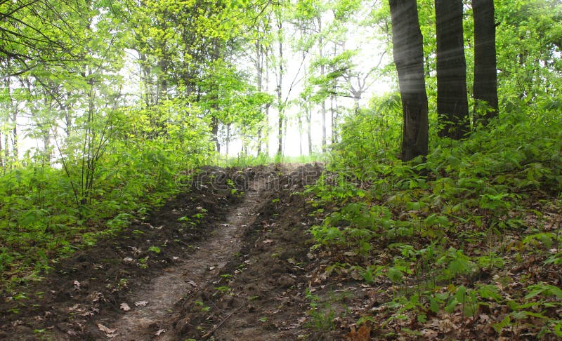 Summer Fire Ditch in Forest among Grass Stock Image - Image of forestry ...