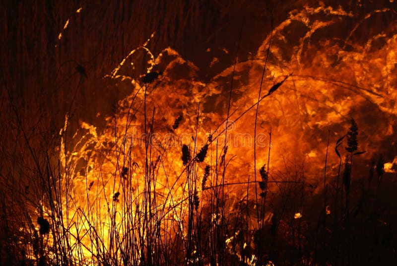 Summer fire on the field stock photo. Image of flame - 17576052