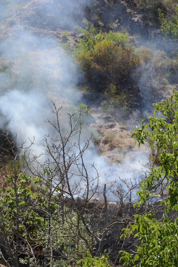 Summer fire, South Italy. stock photo. Image of branch - 100015788
