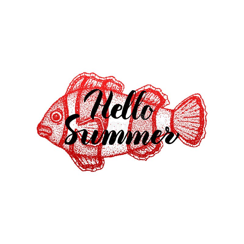 Summer Fish Egypt Red Sea Coral Stock Photo - Image of exotic, reef ...