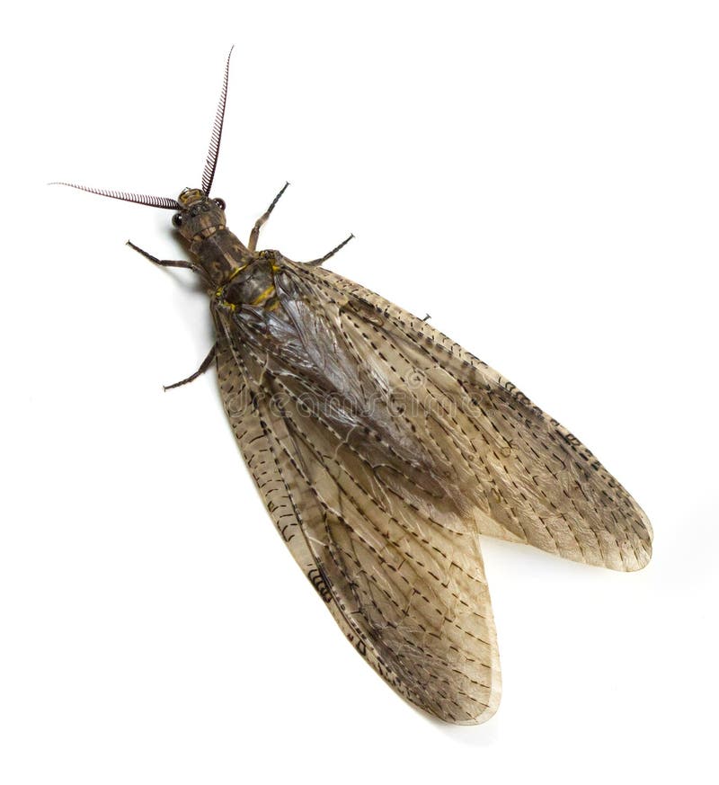 Summer Fishfly stock image. Image of wings, summer, fishfly - 72912977