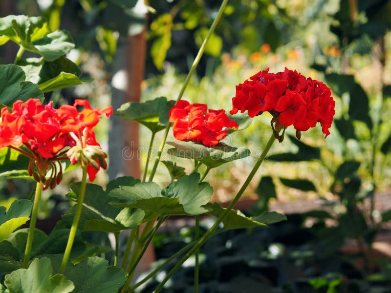 Summer Floral Background.Red Garden Geranium Flowers.Side View. Stock ...