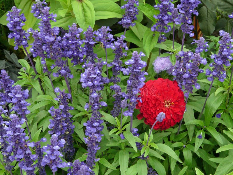 Blue Salvia And A Red Zinnia Stock Image Image Of Summer Zinnia