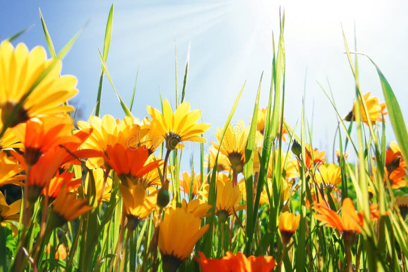 Summer flower field stock image. Image of yellow, bright - 14076365