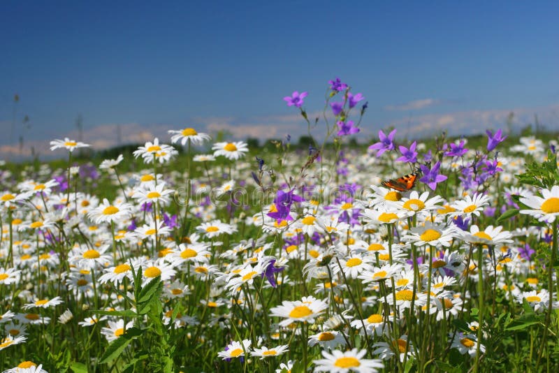 Summer flower field stock image. Image of camomiles, close - 2639421
