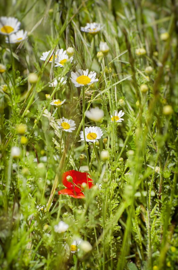 Summer Flower Field stock photo. Image of grass, scene - 76882114