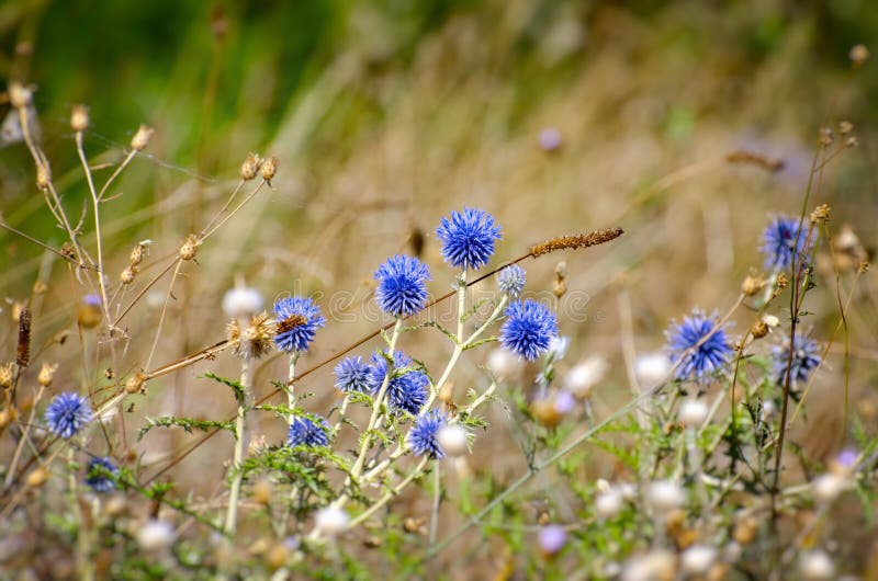 Summer Flower Field stock image. Image of green, floral - 76882193