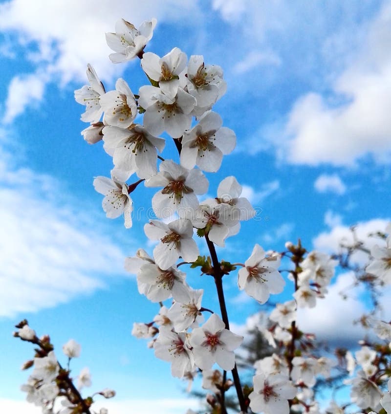 Summer Flower in Full Bloom Stock Photo - Image of summerday, warm ...