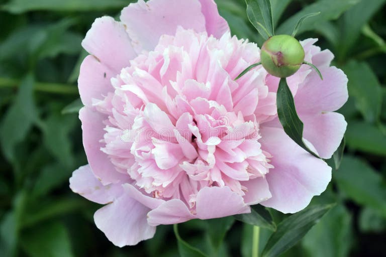 Summer flower. Peone stock image. Image of herb, ground - 94868365