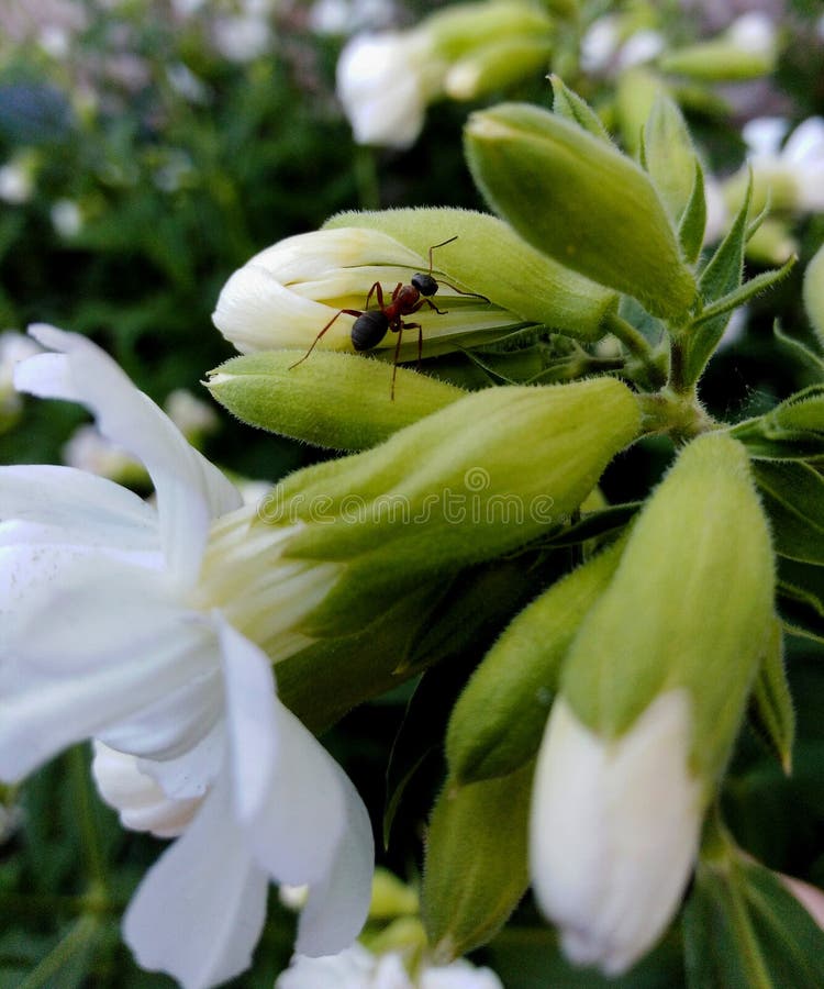 Flower Unt Stock Photos - Free & Royalty-Free Stock Photos from Dreamstime