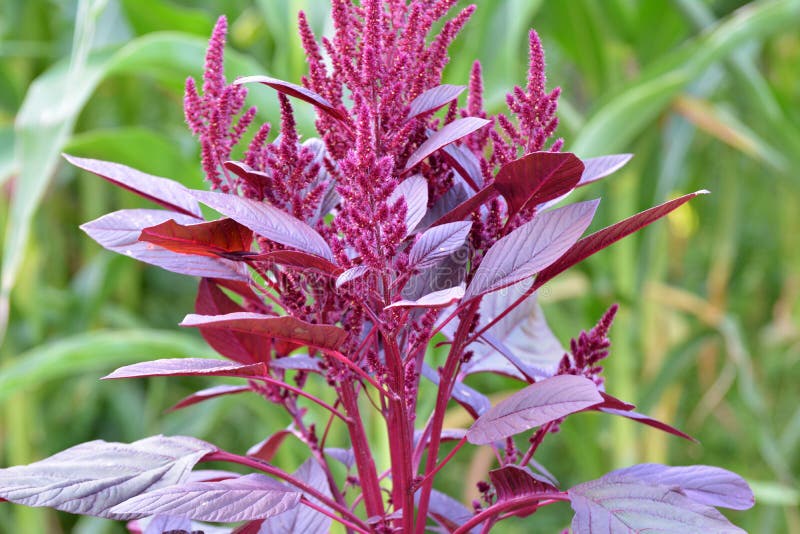 Summer flowering amaranth stock photo. Image of blooming - 192902812