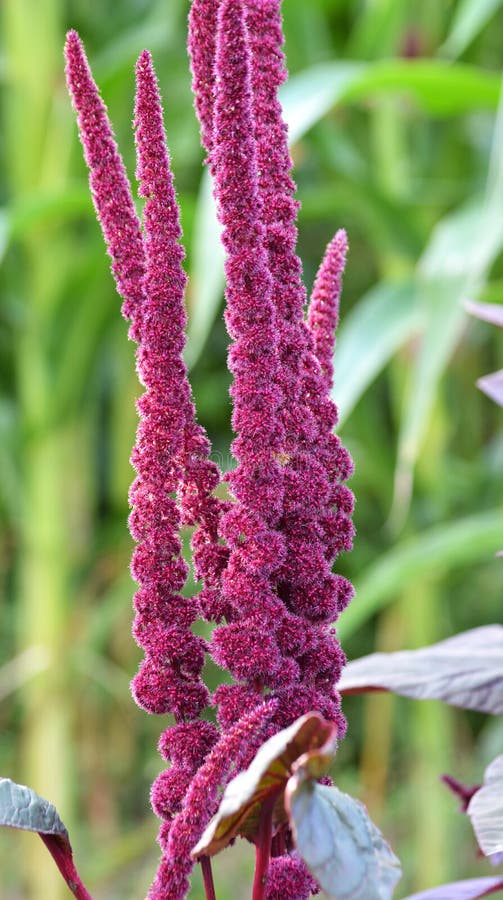 Summer flowering amaranth stock photo. Image of annual - 192902820